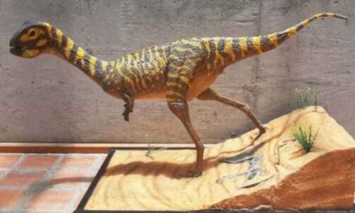 Berthasaura leopoldinae: conheça nova espécie de dinossauro brasileiro ...